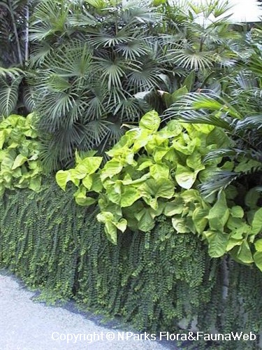 NParks | Phyllanthus cochinchinensis