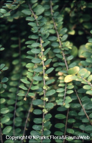 NParks | Phyllanthus cochinchinensis