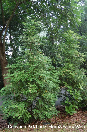 NParks | Phyllanthus cuscutiflorus