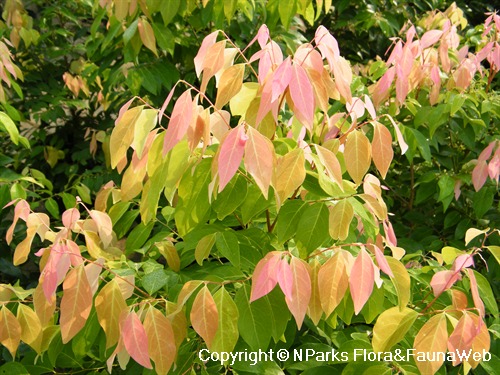 NParks | Dendrophyllanthus cuscutiflorus