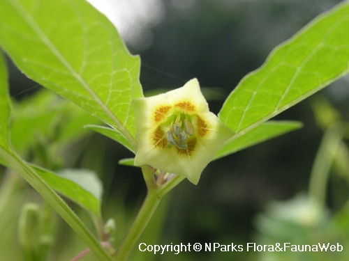 NParks | Physalis minima