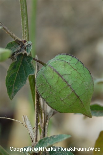 NParks | Physalis minima