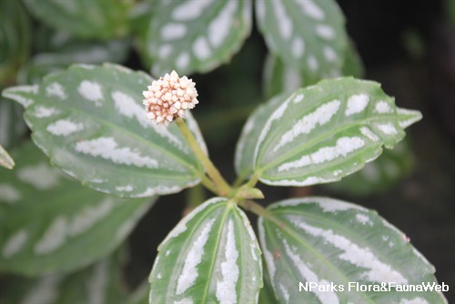 NParks | Pilea cadierei