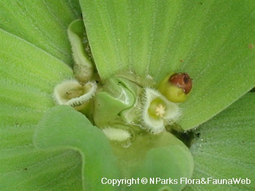 NParks | Pistia stratiotes