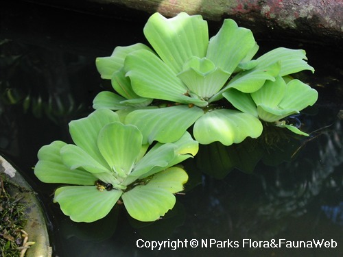NParks | Pistia stratiotes