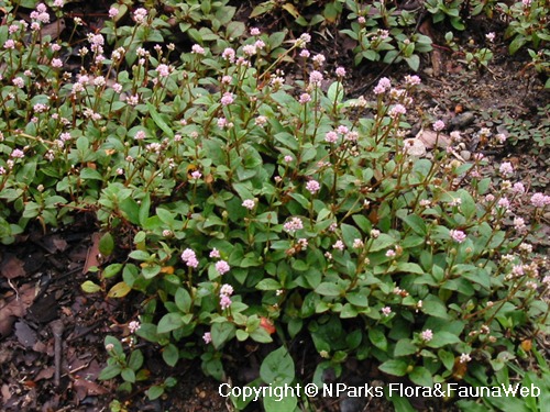 NParks | Polygonum capitatum