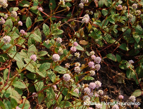 NParks | Polygonum capitatum