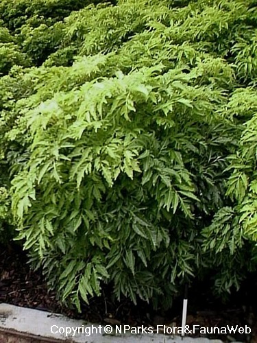 NParks | Polyscias fruticosa (Dwarf)