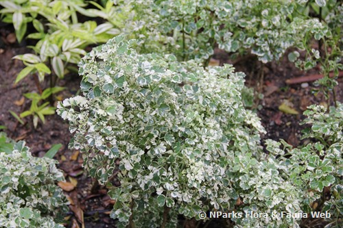 NParks | Polyscias 'Dwarf Variegata'
