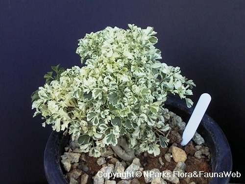 NParks | Polyscias 'Dwarf Variegata'