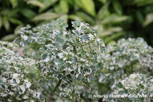 NParks | Polyscias 'Dwarf Variegata'