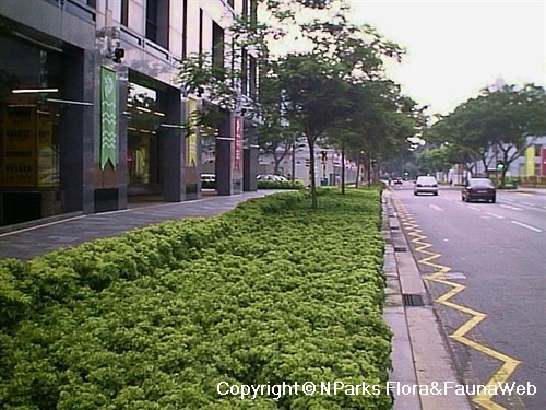 NParks | Polyscias fruticosa (Dwarf)