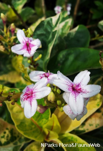 NParks | Pseuderanthemum 'Golden'