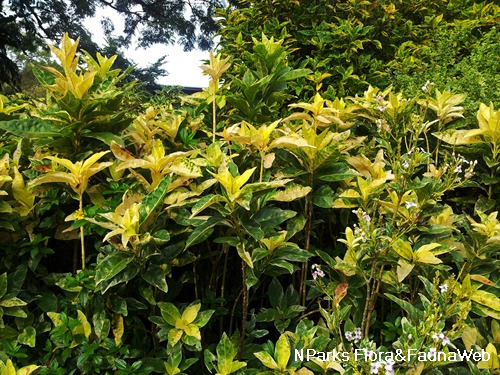 NParks | Pseuderanthemum 'Golden'