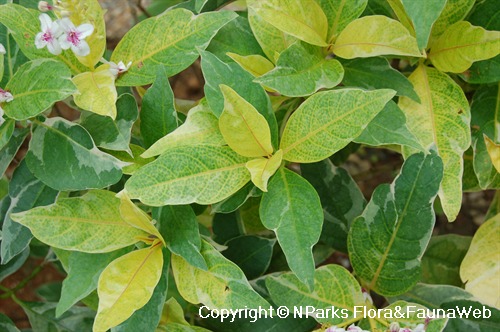 NParks | Pseuderanthemum 'Golden'