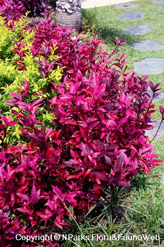 NParks | Alternanthera brasiliana 'Brazilian Red Hots'