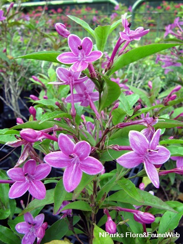 NParks | Pseuderanthemum alatum