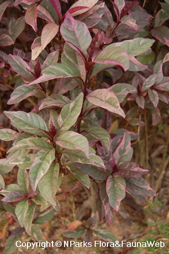 NParks | Pseuderanthemum 'Pink'