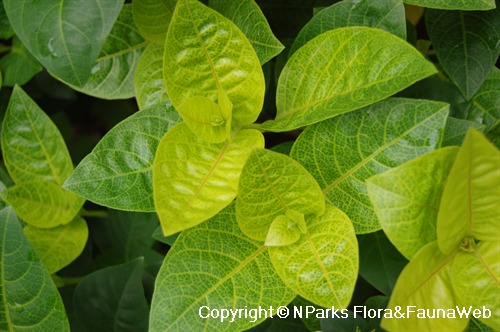 NParks | Pseuderanthemum carruthersii var carruthersii'Reticulatum'
