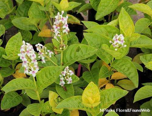 NParks | Pseuderanthemum carruthersii var carruthersii'Reticulatum'
