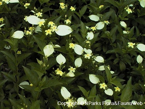 NParks | Pseudomussaenda flava