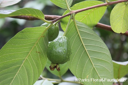 NParks | Psidium guajava