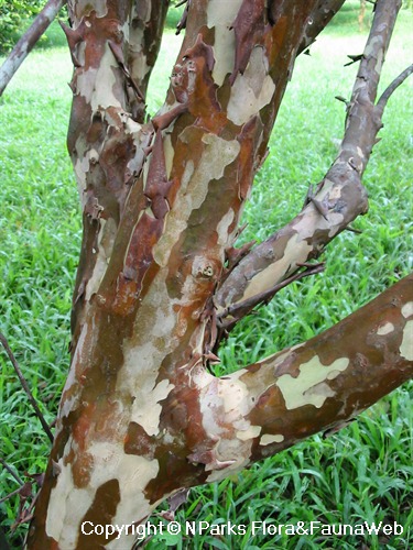 NParks | Psidium guajava