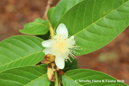 NParks | Psidium guajava