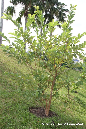 NParks | Psidium guajava