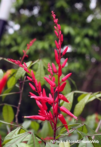 NParks | Quassia amara