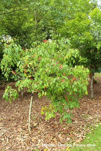 NParks | Quassia amara