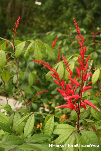 NParks | Quassia amara