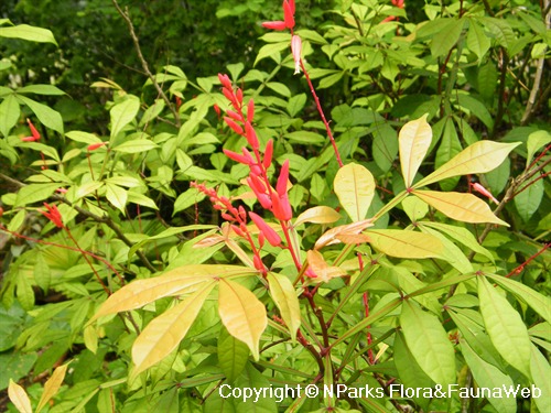 NParks | Quassia amara