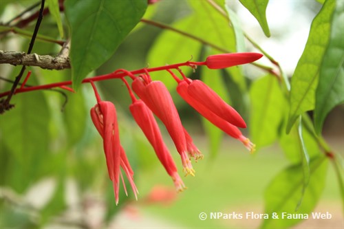 NParks | Quassia amara