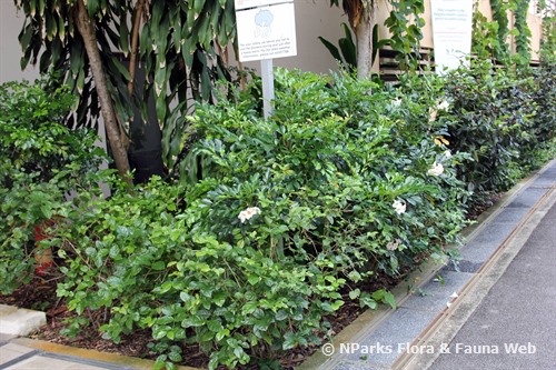 NParks | Radermachera 'Kunming'