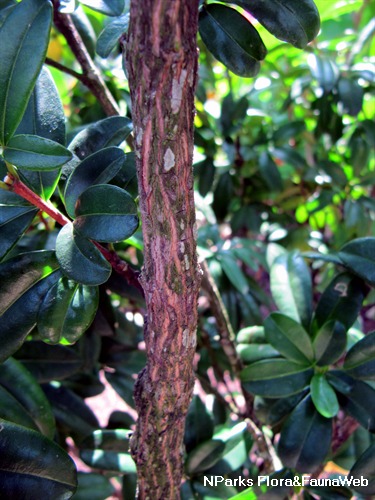 NParks | Ravenia spectabilis