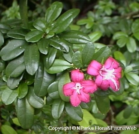 NParks | Ravenia spectabilis