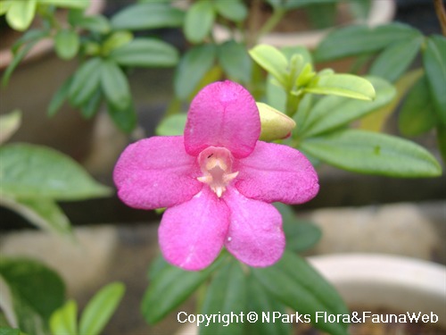NParks | Ravenia spectabilis (Pink Flower)