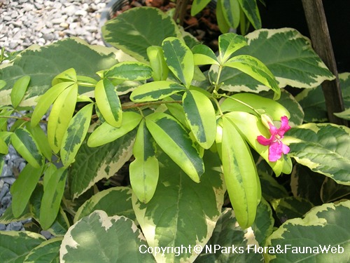 NParks | Ravenia spectabilis (Variegated)
