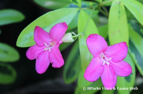 NParks | Ravenia spectabilis (Variegated)