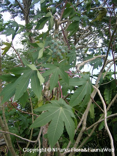 NParks | Ricinus communis
