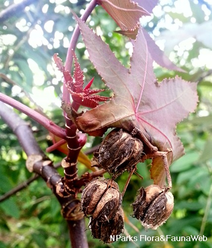 NParks | Ricinus communis