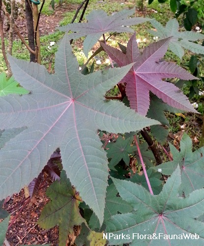 NParks | Ricinus communis