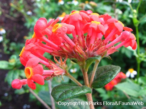 NParks | Rondeletia odorata