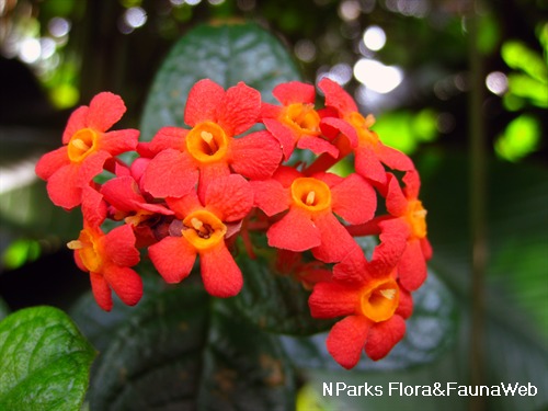 NParks | Rondeletia odorata