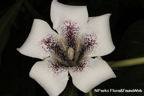 NParks | Singaporandia macrophylla