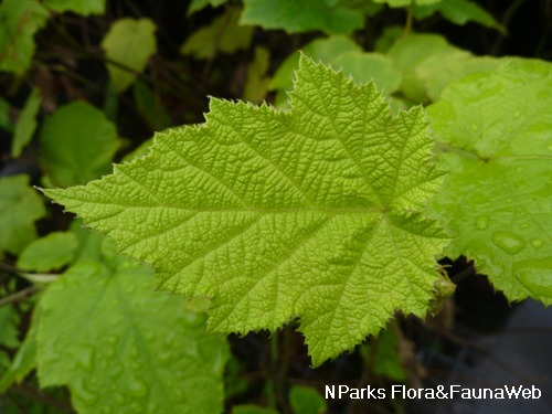 NParks | Rubus moluccanus var angulosus