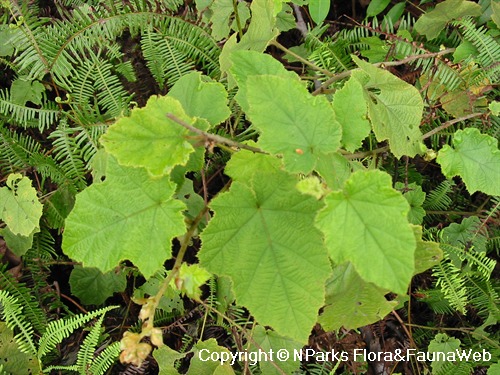 NParks | Rubus moluccanus var angulosus