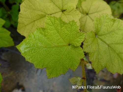 NParks | Rubus moluccanus var angulosus