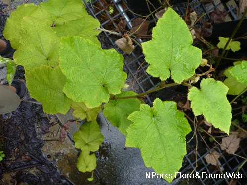 NParks | Rubus moluccanus var angulosus